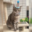 ‘CEO Cat’ Koda Has the Cutest Friendship With the Delivery Driver