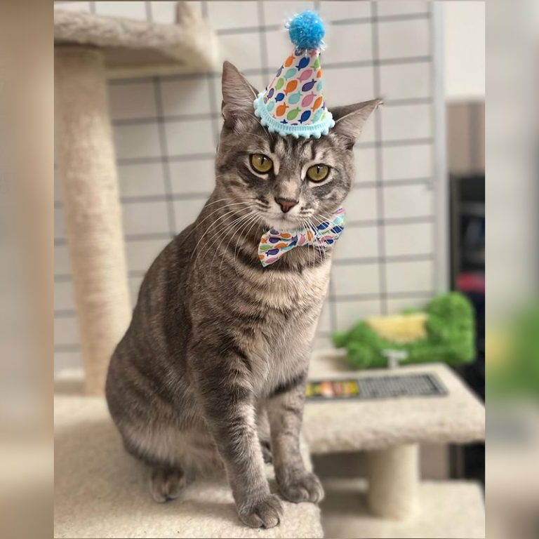 ‘CEO Cat’ Koda Has the Cutest Friendship With the Delivery Driver