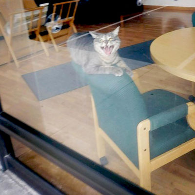 ‘CEO Cat’ Koda Has the Cutest Friendship With the Delivery Driver