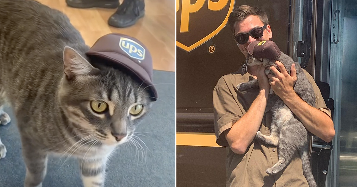 ‘CEO Cat’ Koda Has the Cutest Friendship With the Delivery Driver