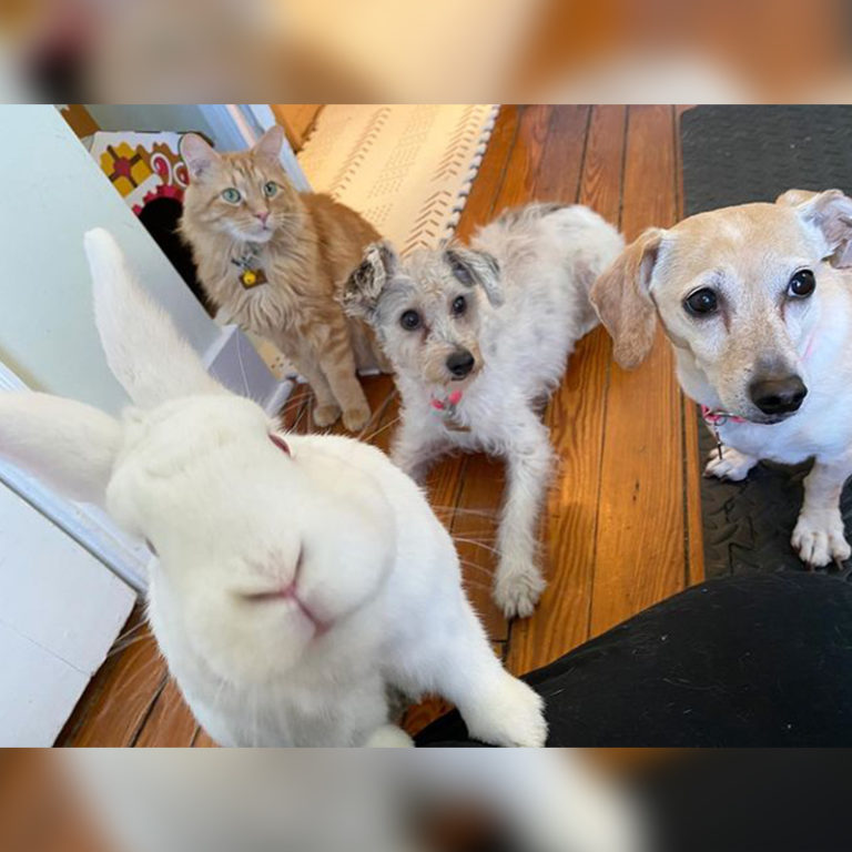 Magic Happens When 'Mama Kona' the Dog Cares For Kittens