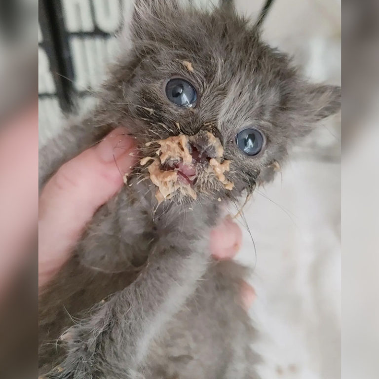 Fuzzy Rescued Kittens Layla and Snally with 'Permanent Bedhead'