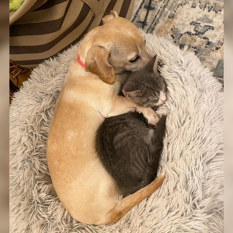 Magic Happens When 'Mama Kona' the Dog Cares For Kittens