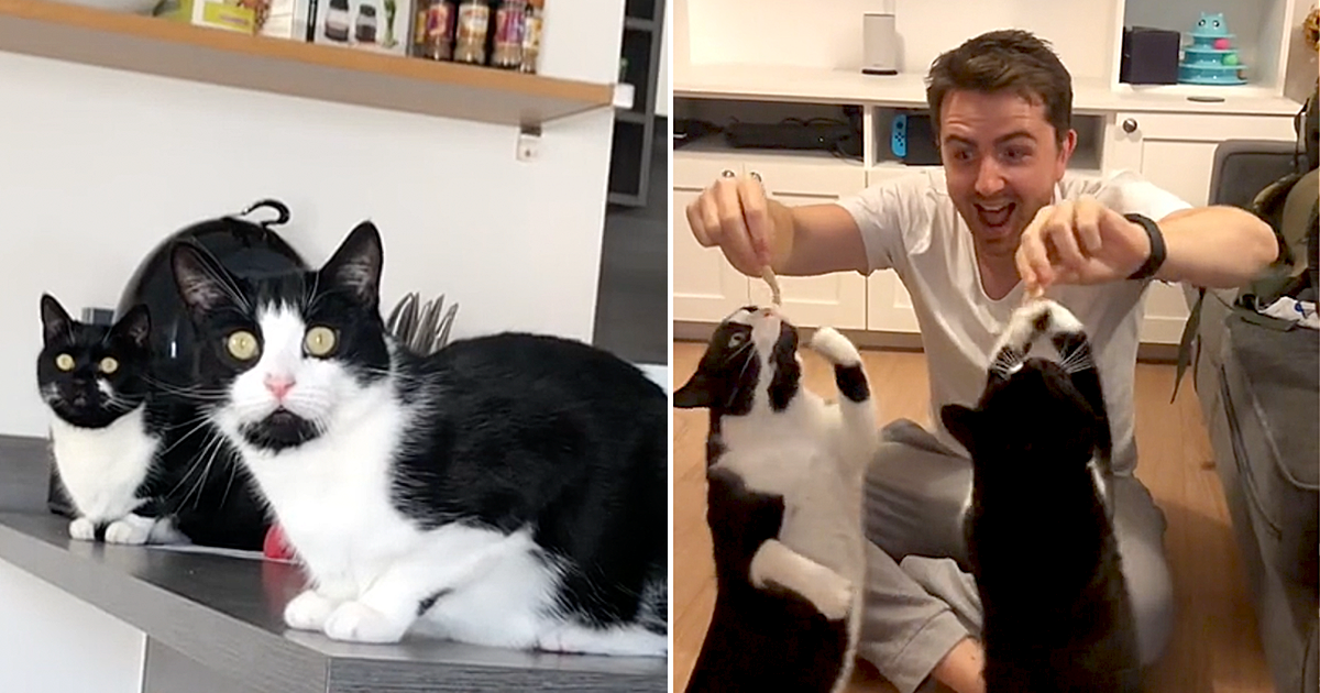 No One Has TikTok Parodies Like These Cats, Merry and Pippin