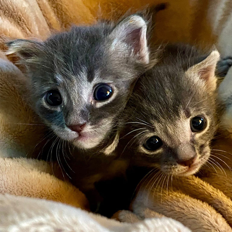 Fuzzy Rescued Kittens Layla and Snally with 'Permanent Bedhead'