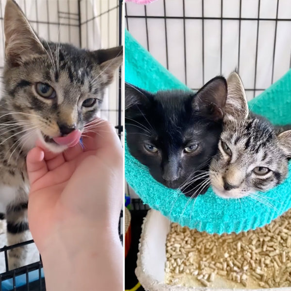 Kittens Rescued on a Brooklyn Tennis Court Are a Purrfect Match