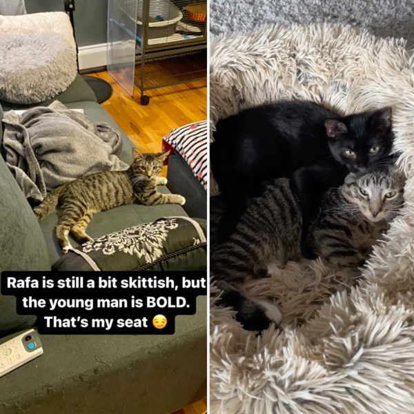 Kittens Rescued on a Brooklyn Tennis Court Are a Purrfect Match