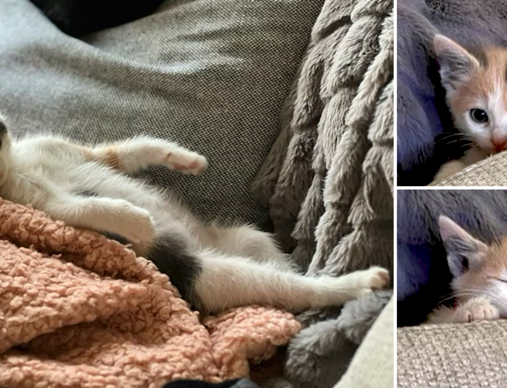 Fat Fred Gets His Own Sign At Animal Hospital After Grabbing The ...