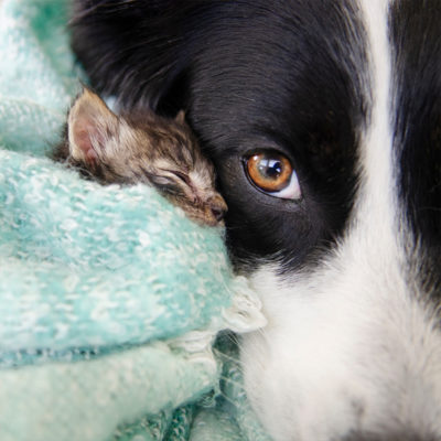 Gremlin Kitten Stripe Hatches from Fuzzy Cocoon in Foster Care