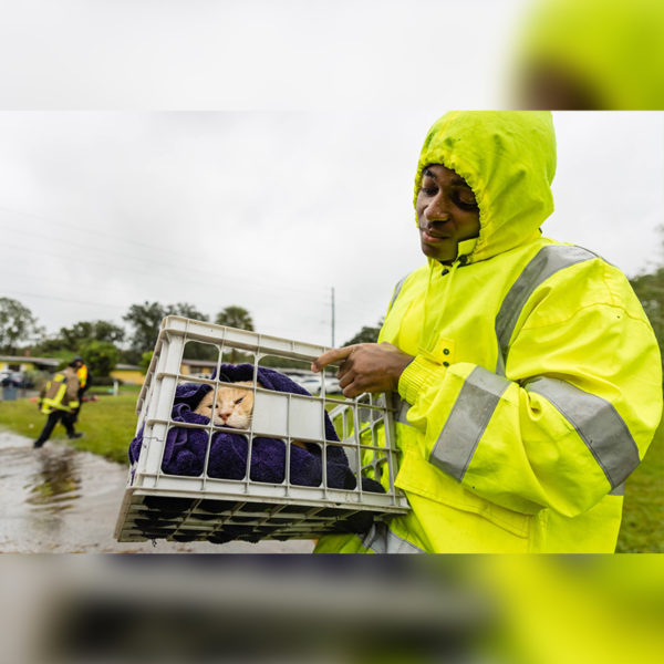Rescuers Save Cats and Animals Displaced by Hurricane Ian