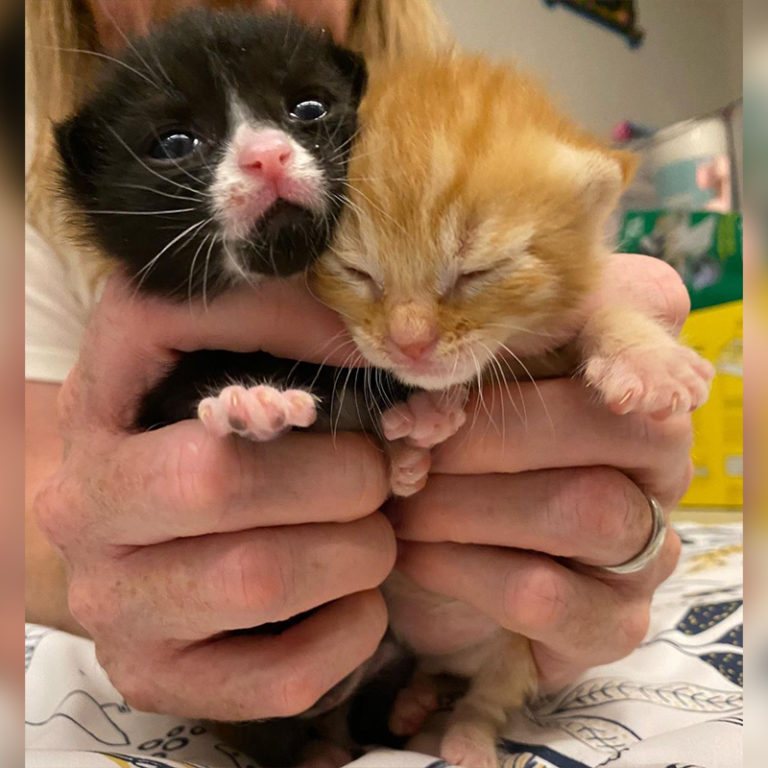 Watch Kittens Tic and Tac Take Their First Wobbly Baby Steps