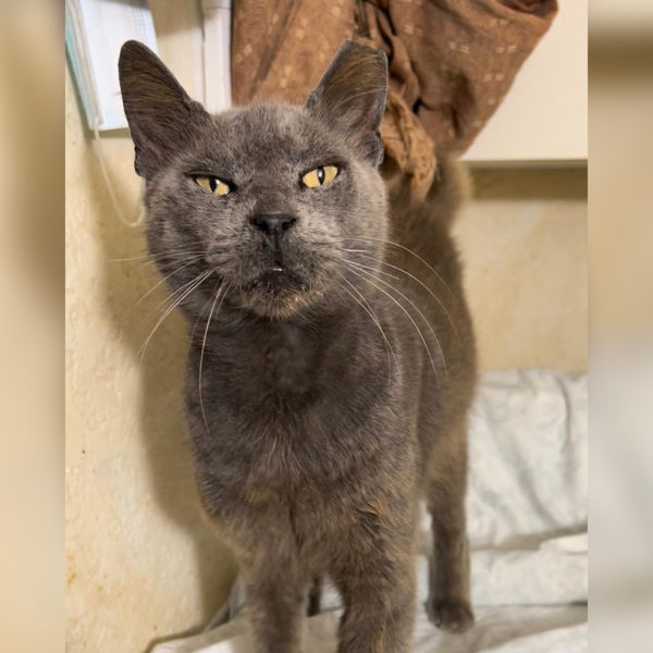 Florida Animal Friends Save Forgotten Cats Waiting to Be Seen