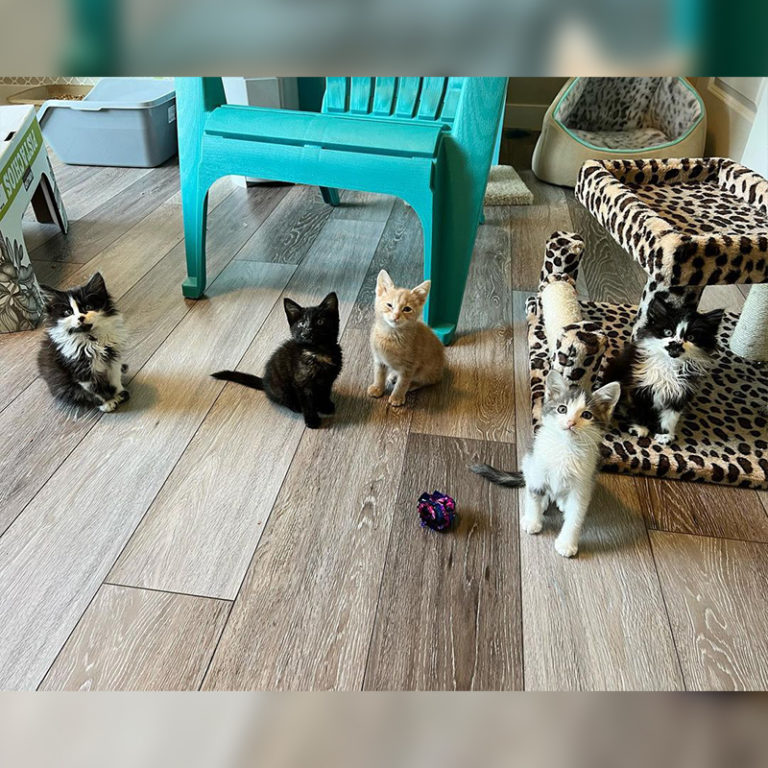 Bessy and Angus Are Gorgeous Rescued 'Moo Cow Kittens'