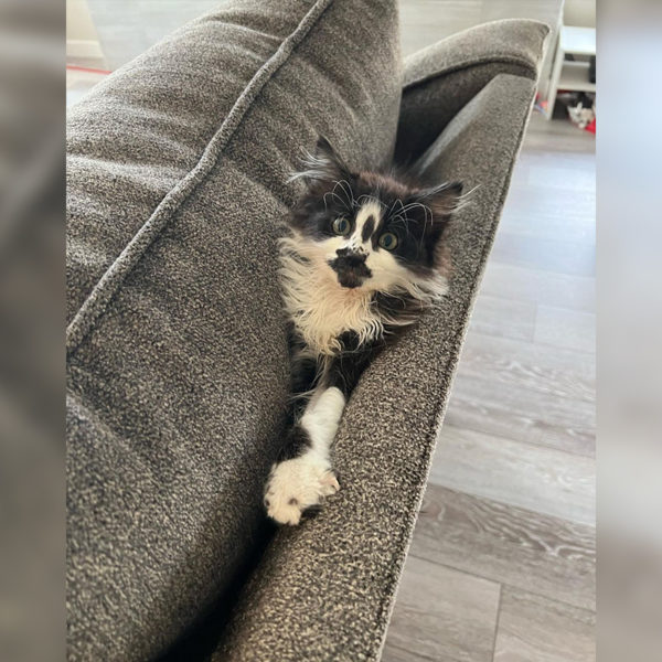 Bessy and Angus Are Gorgeous Rescued 'Moo Cow Kittens'