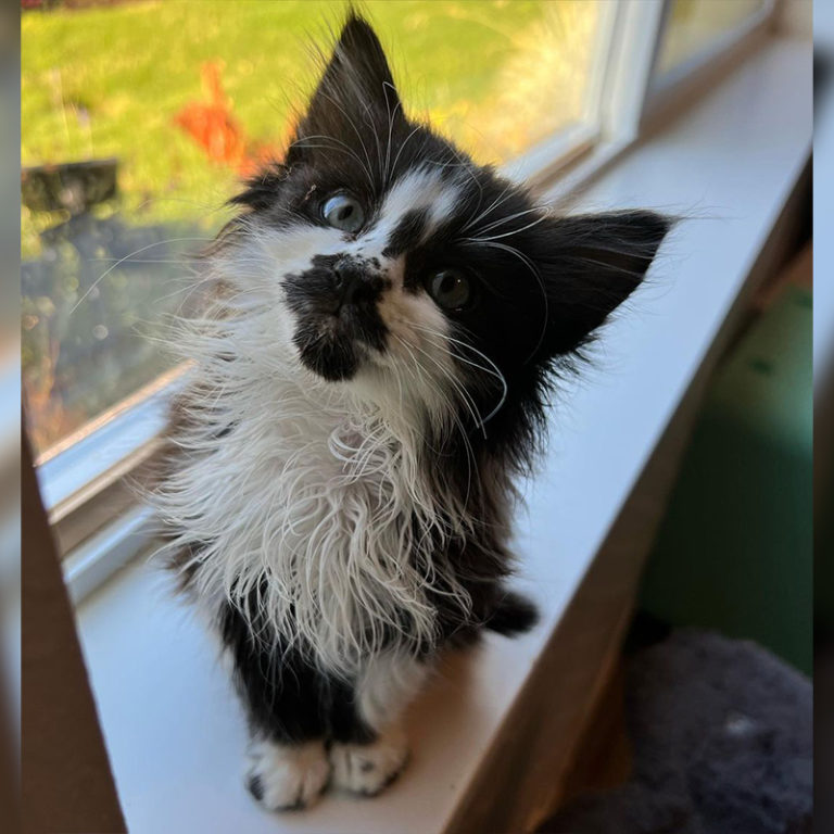 Bessy and Angus Are Gorgeous Rescued 'Moo Cow Kittens'