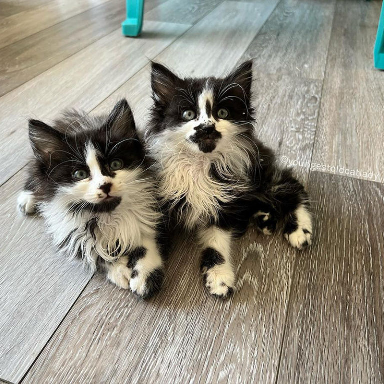 Bessy and Angus Are Gorgeous Rescued 'Moo Cow Kittens'