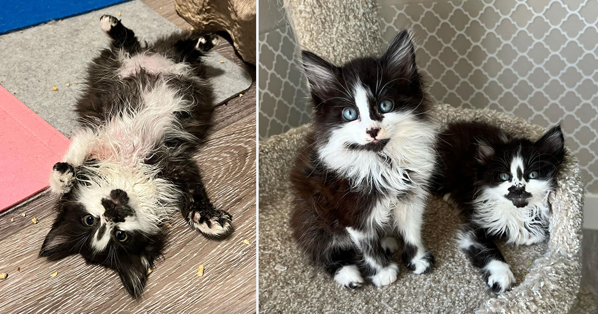 Bessy and Angus Are Gorgeous Rescued 'Moo Cow Kittens'