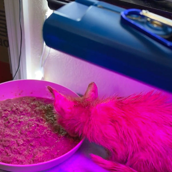 Could Light Therapy Help Kittens Battling Ringworm Infection?