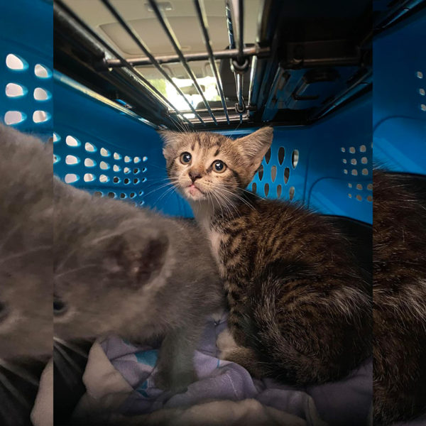 Cat Man Chris Rescues Kitten Siblings Meowing for Lost Mama
