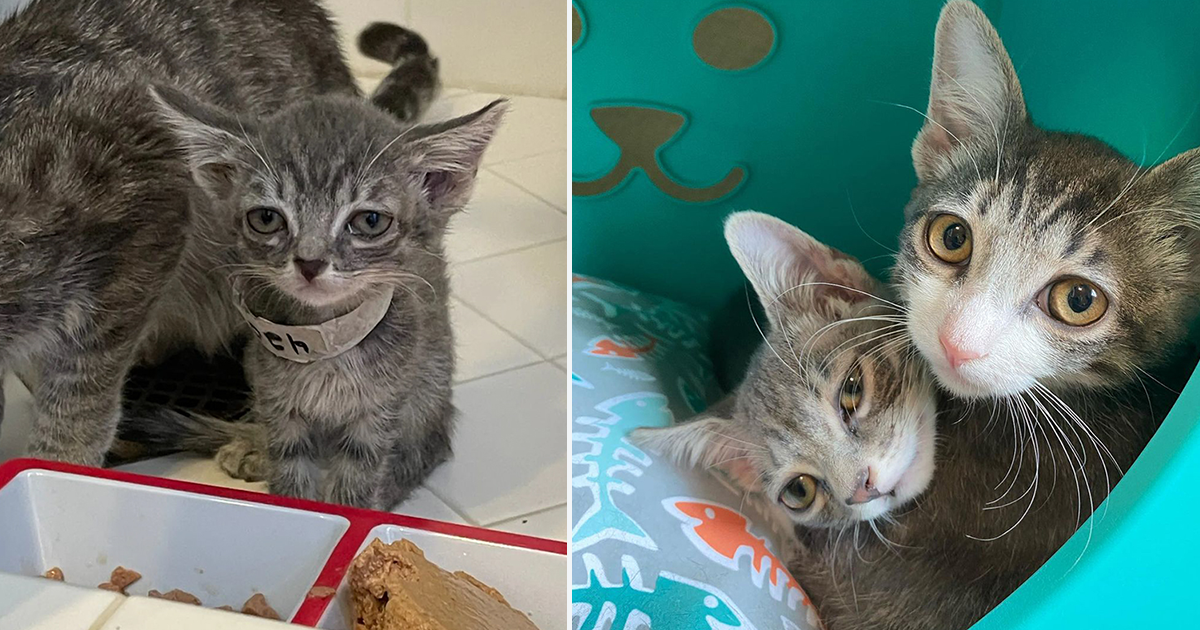 'Mother Goose' and Her Kittens Turn Into Swans In Foster Care