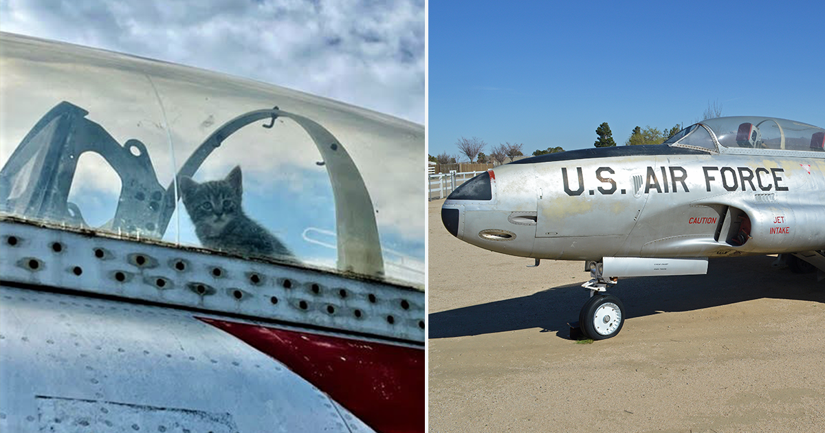 Kittens Born in Plane at NC Aviation Museum Become Stars