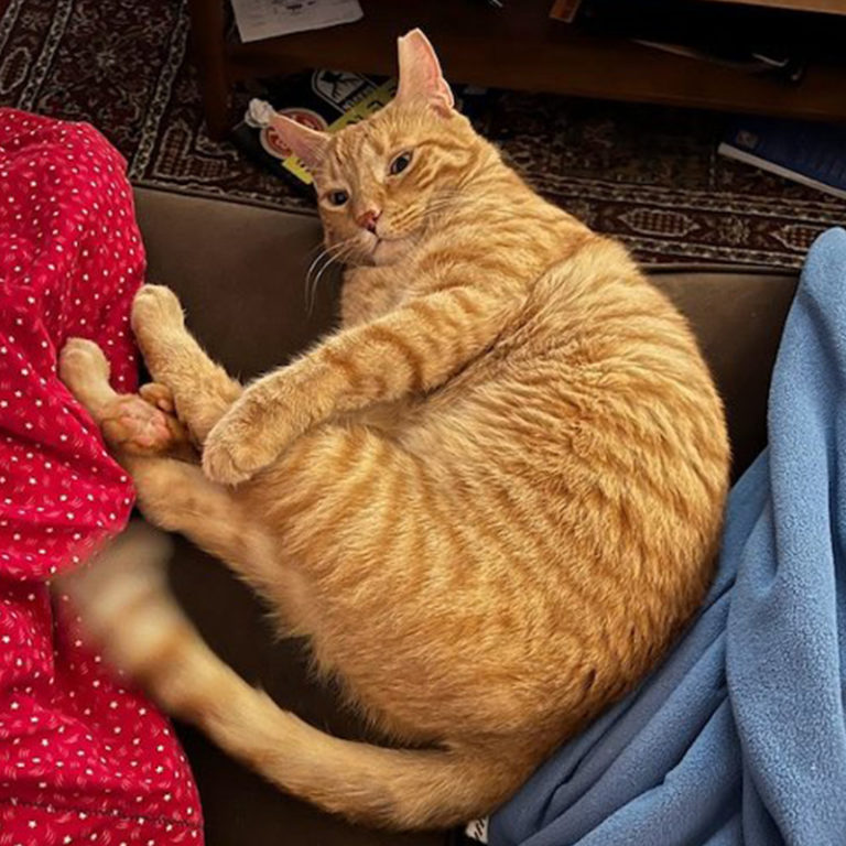 Brookly Rescuers Wrangle Cowboy Cat From Under Expressway