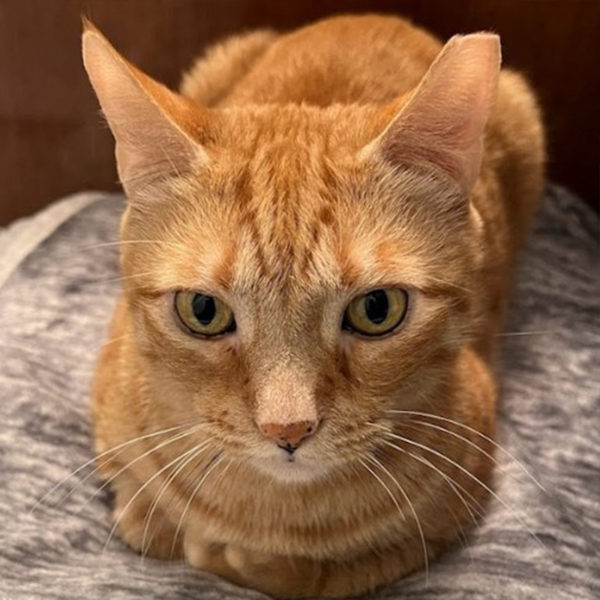 Brookly Rescuers Wrangle Cowboy Cat From Under Expressway