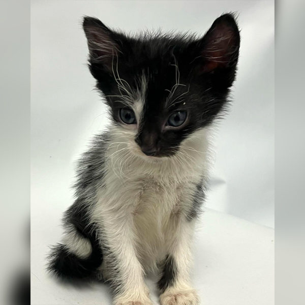 Bronx Rescuers Save Mama Cat and Kittens with Curled Ears