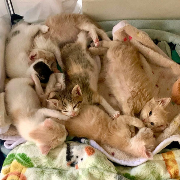 Oakland Rescuers Take in Literal Buckets of Kittens Needing Help
