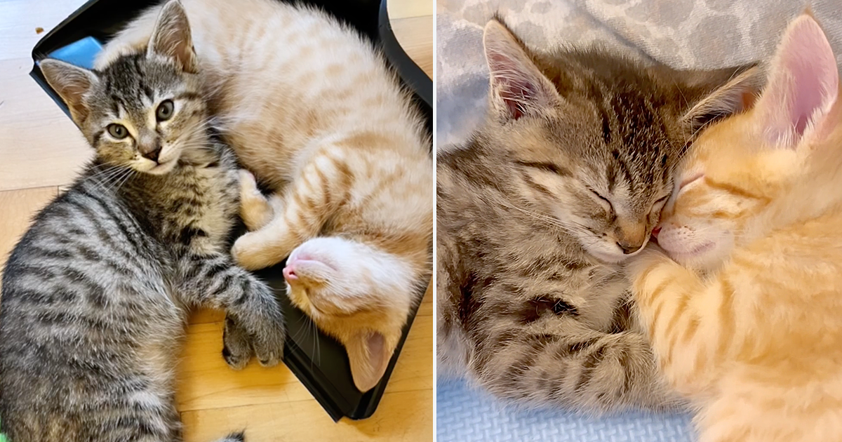 'Absolute Magic' When Kittens Fiona Apple and Sting Find a Home