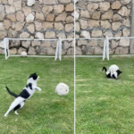 Football-Playing Goalkeeper Cat Springs Into Air As Crowds Roar