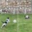 Football-Playing Goalkeeper Cat Springs Into Air As Crowds Roar