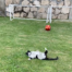 Football-Playing Goalkeeper Cat Springs Into Air As Crowds Roar