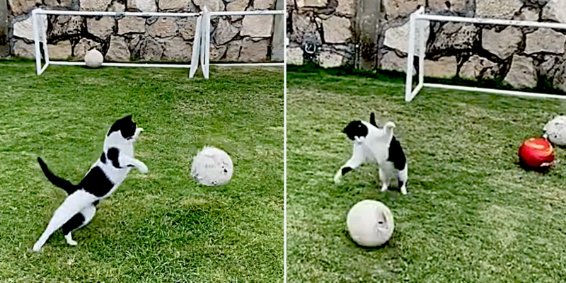 Football-Playing Goalkeeper Cat Springs Into Air As Crowds Roar