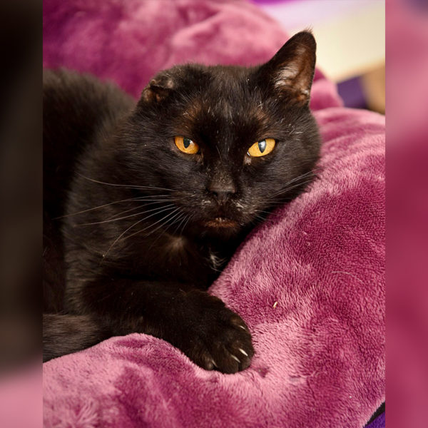 Hurricane Survivor Cat Thomas Gets 'Ultimate Gift' From Rescuers