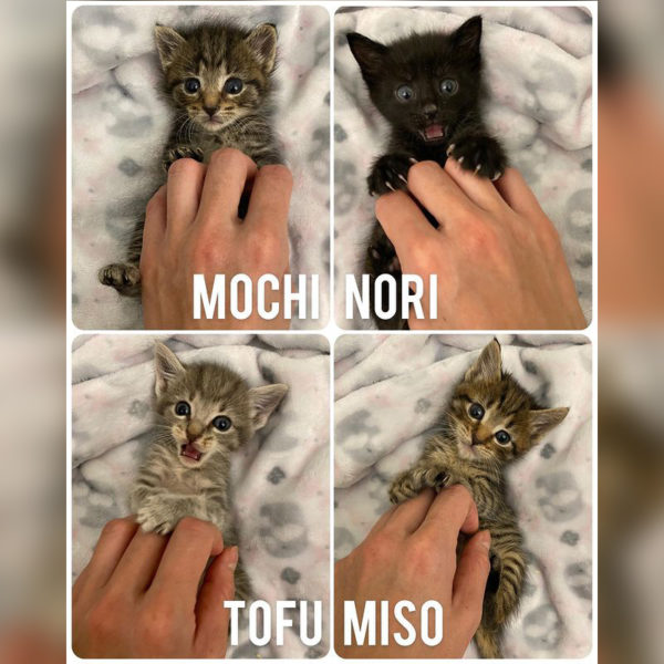 Foster Kittens Named for Japanese Food Find Forever Homes