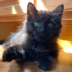 Ancient Diary by Emperor in Japan Sounds Like Cat Lovers Today