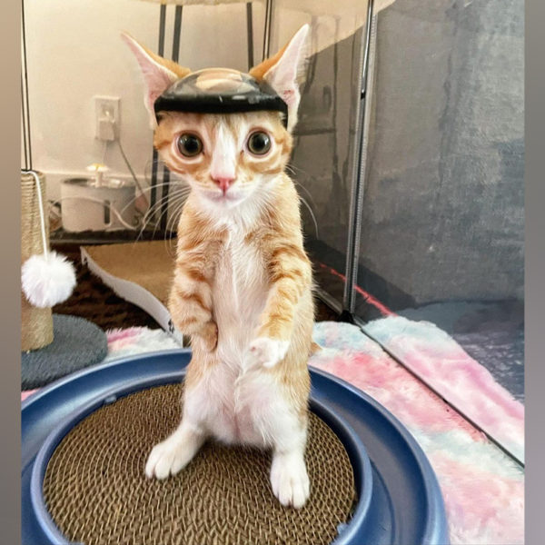 Man Makes Special Helmet for Kitten 'Otter' and Shares Design