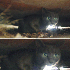Kittens Born in Plane at NC Aviation Museum Become Stars