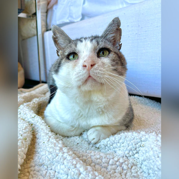 Former 'Feral and Aggressive Cat' Potato Gets His First Kiss Ever
