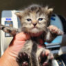 'Unicorn Kitten' That Looks Like 2 Cats Arrives at Rescue
