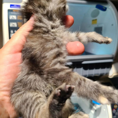 'Unicorn Kitten' That Looks Like 2 Cats Arrives at Rescue