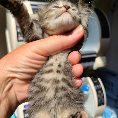 'Unicorn Kitten' That Looks Like 2 Cats Arrives at Rescue