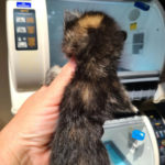 'Unicorn Kitten' That Looks Like 2 Cats Arrives at Rescue