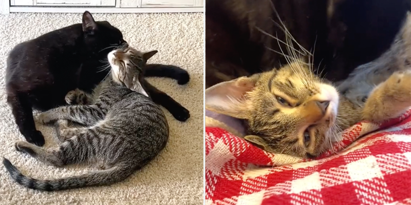 One-Eared Cat Uno Immediately Adores Adopted Kitten Dos