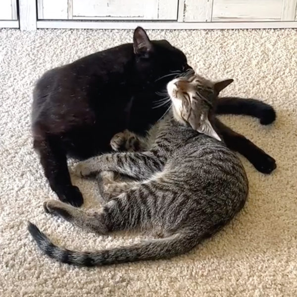 One-Eared Cat Uno Immediately Adores Adopted Kitten Dos