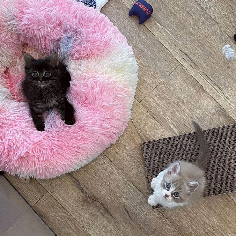 Kitten 'Miracle Girls' Survive Panleukopenia and Find a Home