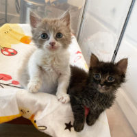 Kitten 'Miracle Girls' Survive Panleukopenia and Find a Home