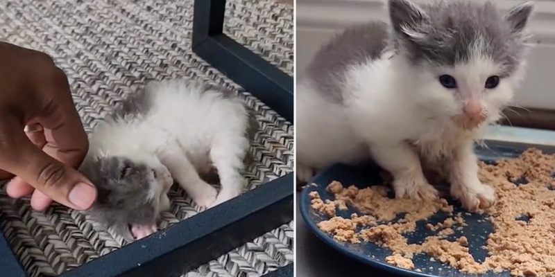 Neonates Archives - Cole & Marmalade