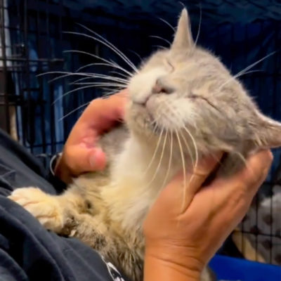 Rescuers Save Starving Warehouse Cats and Meet Sweetest Cat